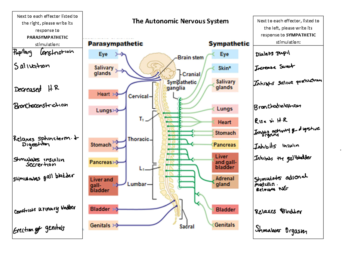 Autonomic Nervous System - Please explain: The parasympathetic division ...