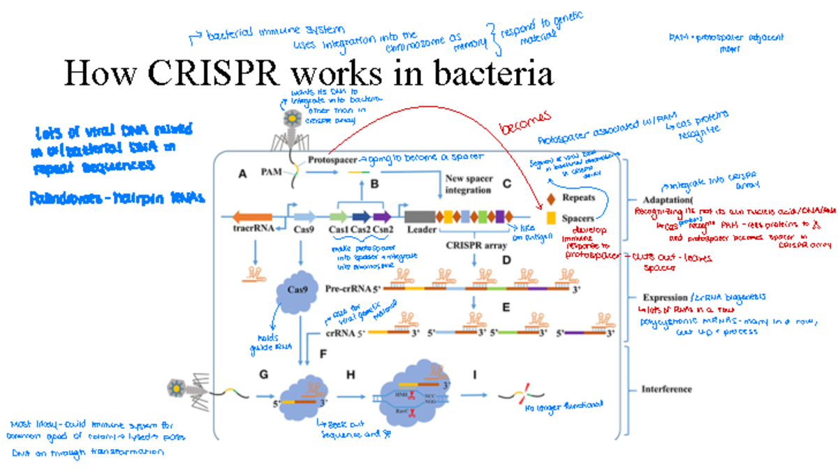 Crispr discussion - Lecture notes 3 - How CRISPR works in bacteria M ...