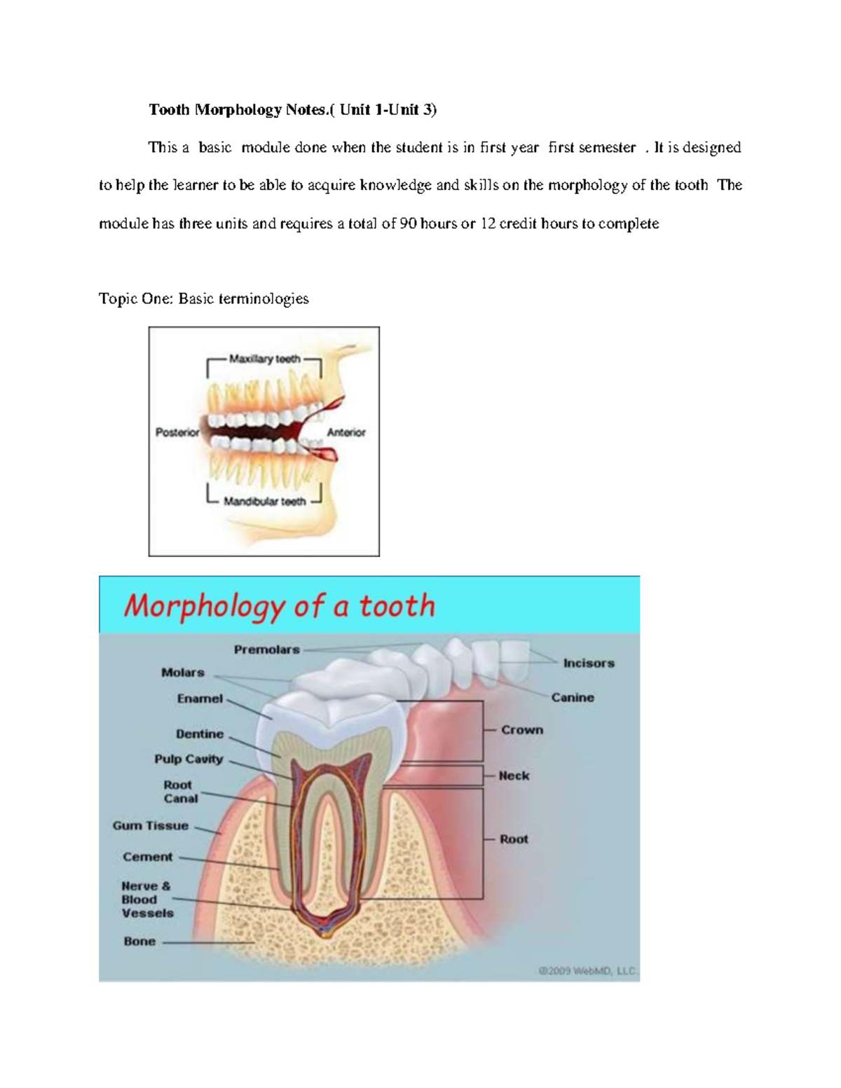 Tooth Morphology sadia - Tooth Morphology Notes.( Unit 1-Unit 3) This a ...