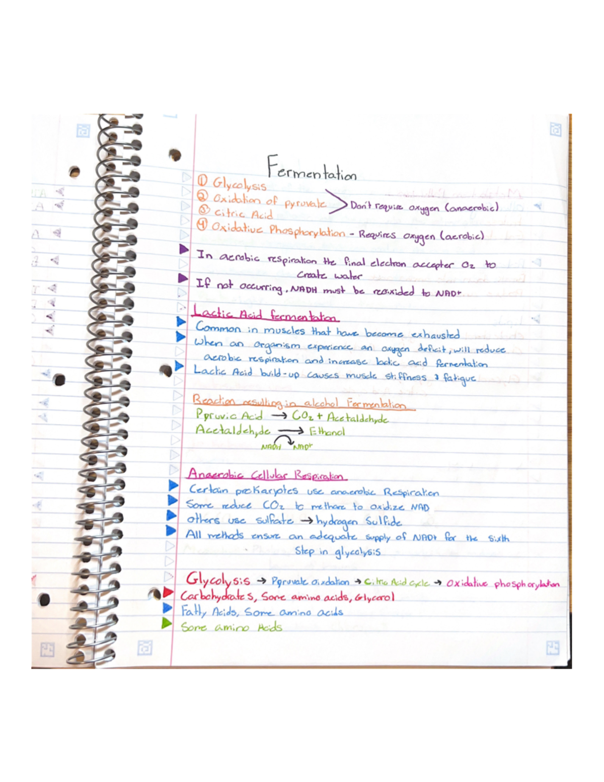 Fermentation - BIOSC 0150 - Pitt - StuDocu