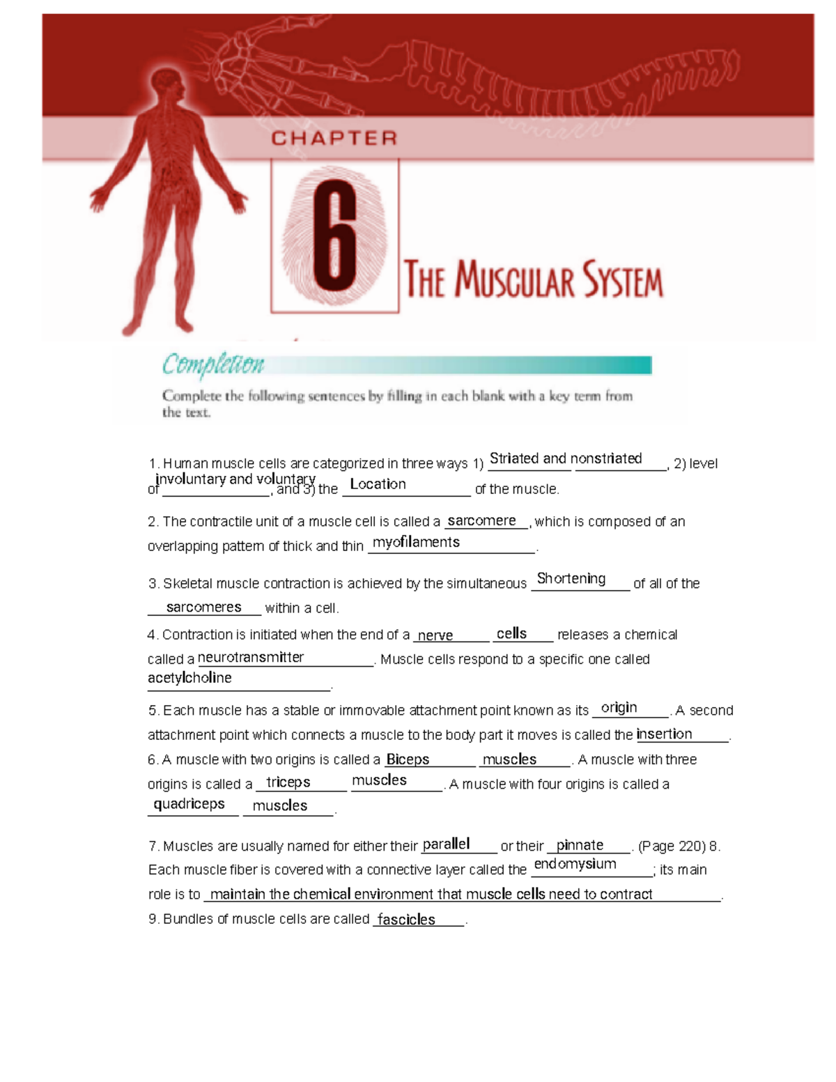 Workbook+Pages Muscular - 1. Human muscle cells are categorized in ...
