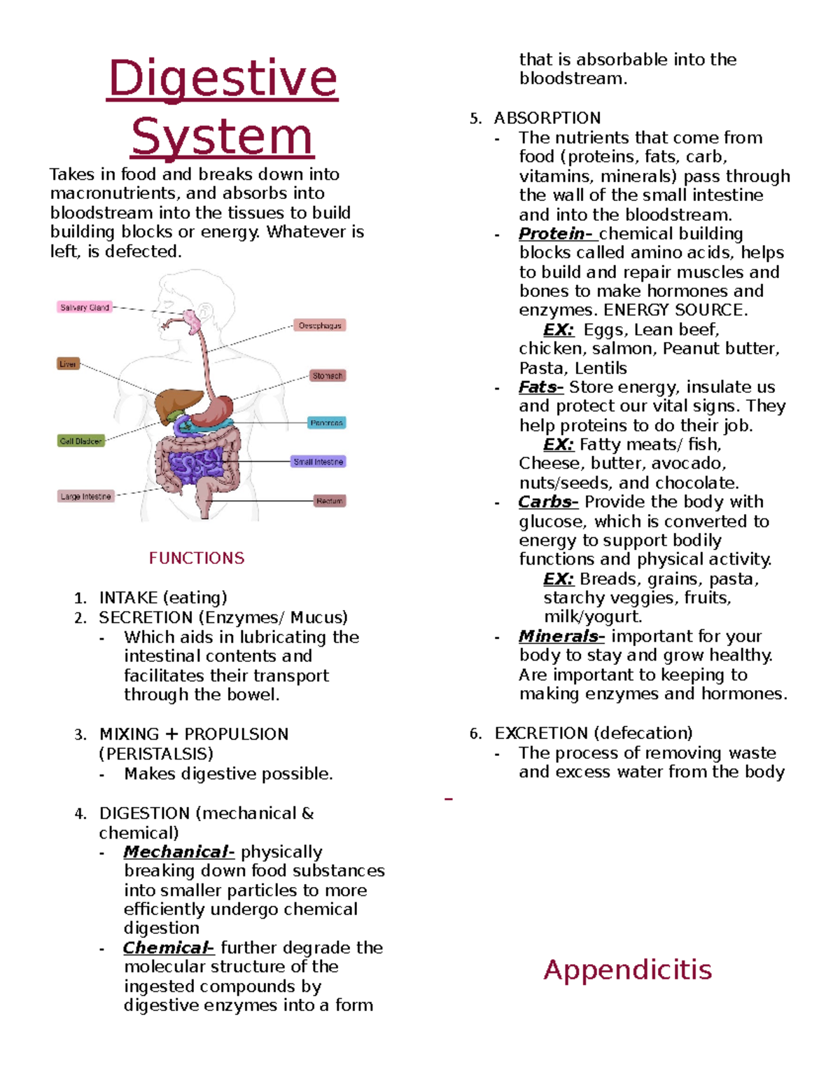 Digestive System - Notes from GI Lecture - Digestive System Takes in ...