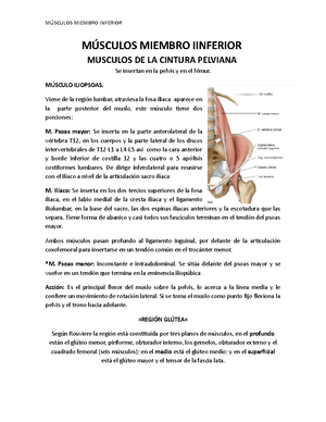 Periodonto-normal - Apuntes del periodonto - UNIVERSIDAD DE SAN CARLOS ...