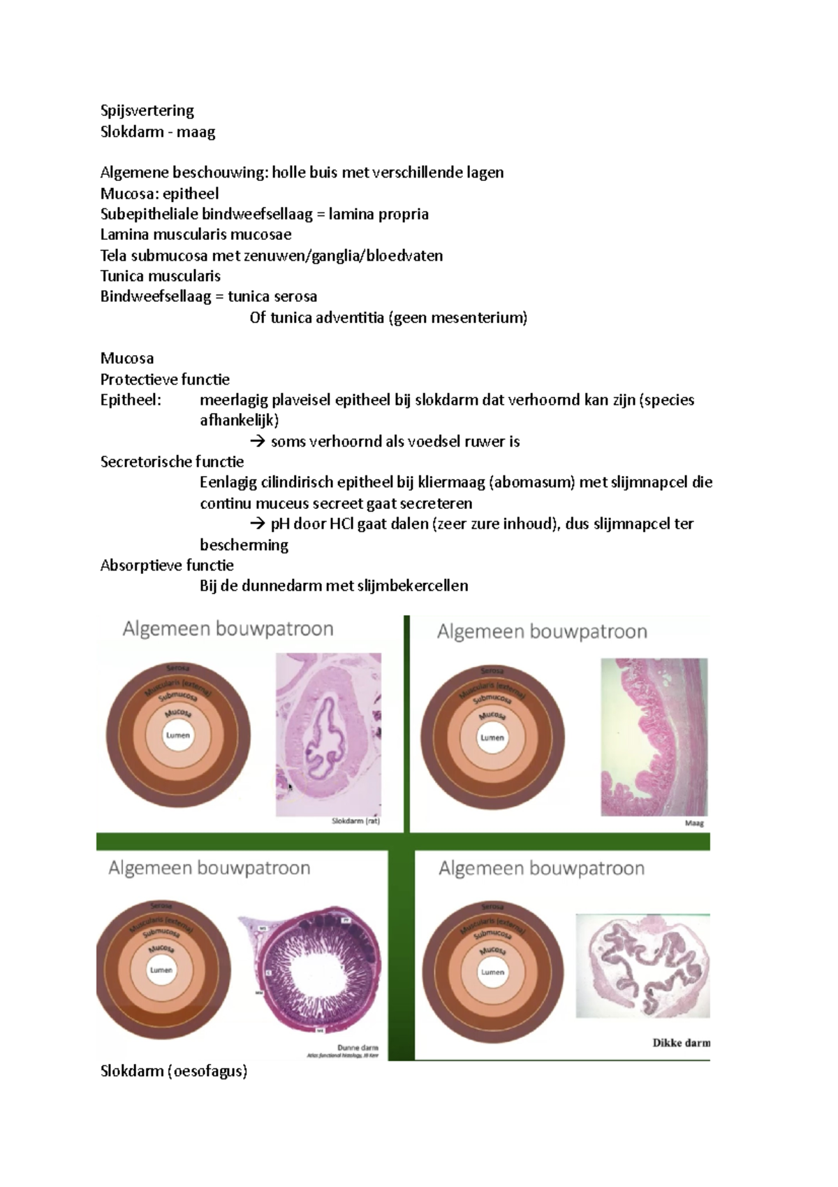 Slokdarm - maag - dunne darm - Spijsvertering Slokdarm - maag Algemene ...