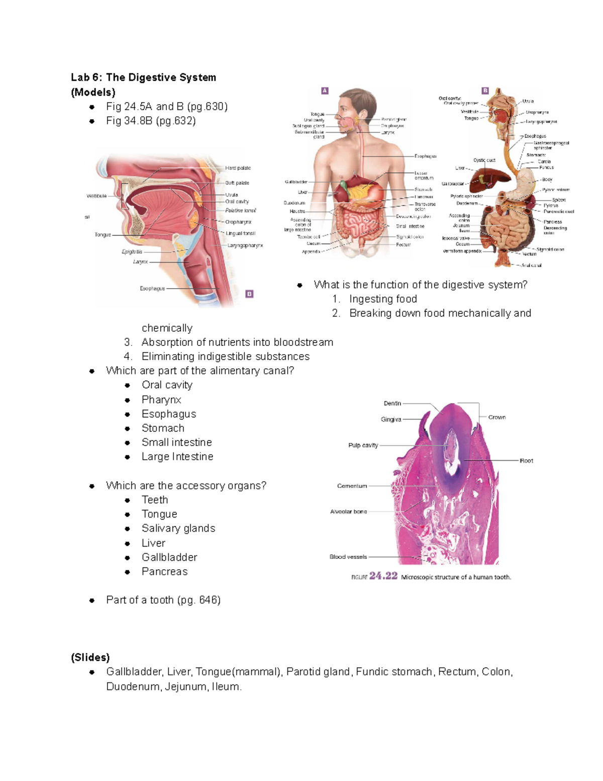 BIOL 2L9 Final Exam Review - Lab 6: The Digestive System (Models) Fig 24 and B (pg) Fig 34 (pg ...