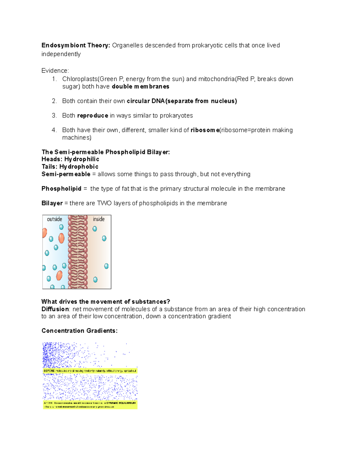 Unit 5.6 Cell Transport Bio Notes - Endosymbiont Theory: Organelles ...