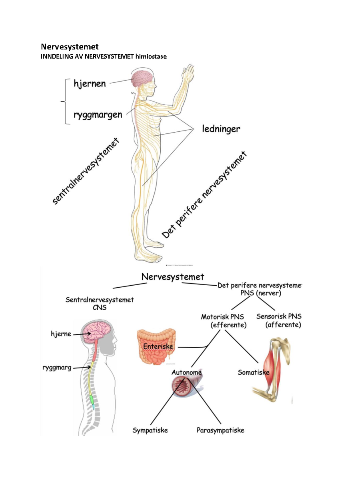 Nervesystemet - notater - Nervesystemet INNDELING AV NERVESYSTEMET ...