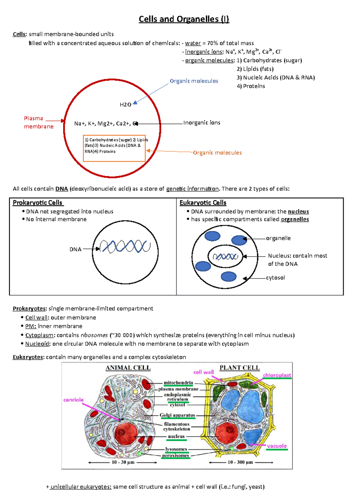 BIOL 266 Cells and Organelles I - Cells and Organelles (I) Cells: small ...