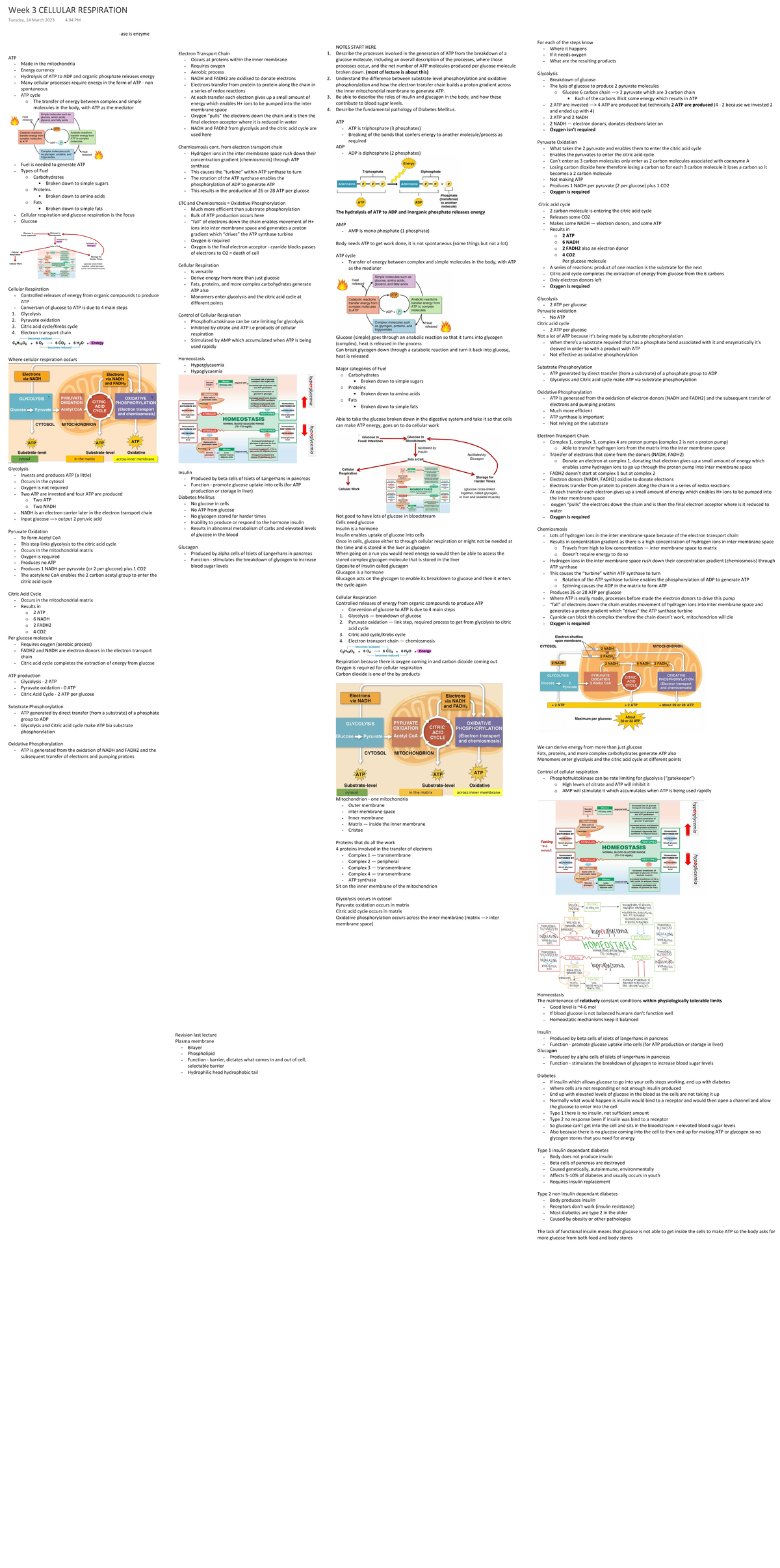 Week 3 Cellular Respiration -ase is enzyme ATP Made in the mitochondria ...