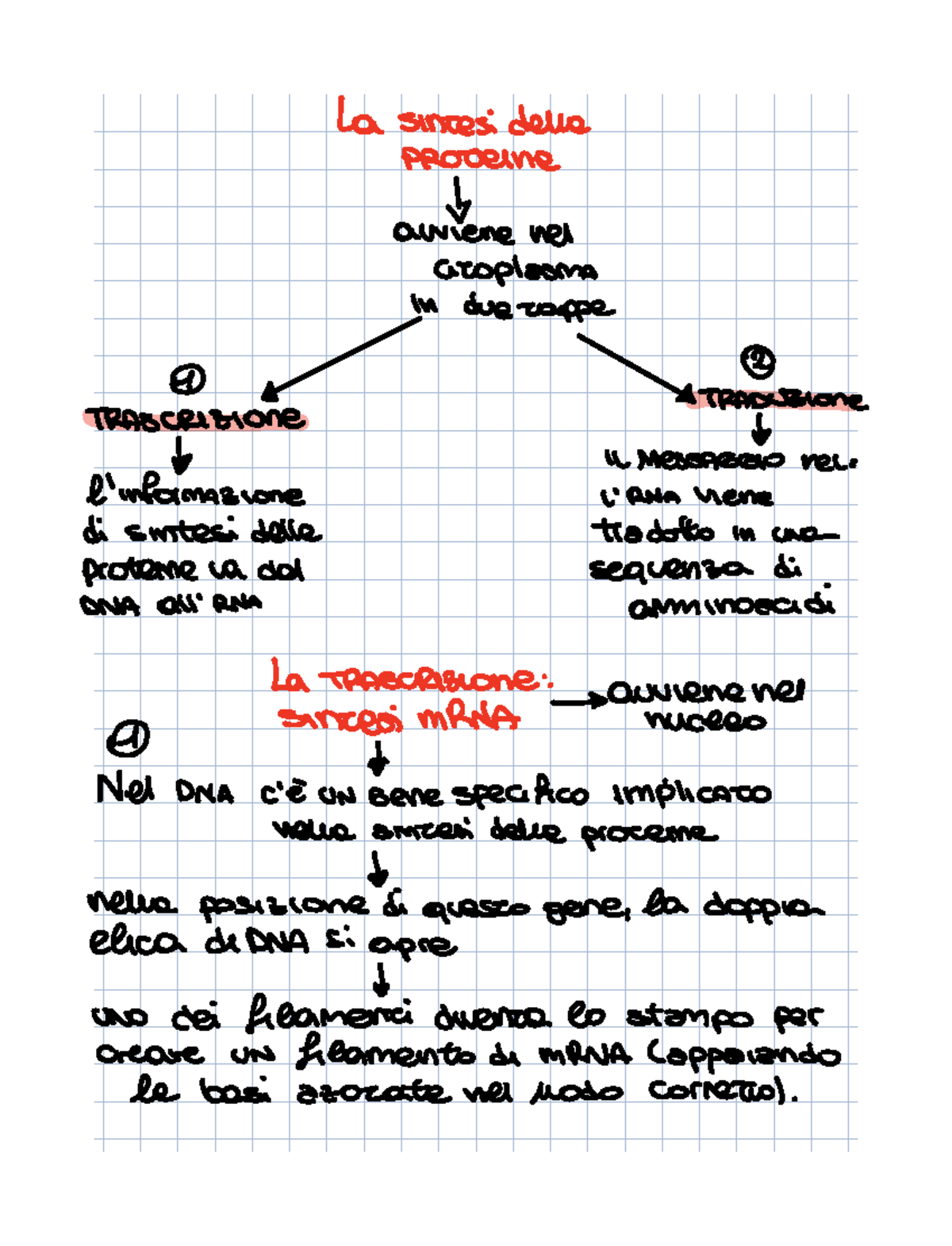 DNA 2 - Schema sul DNA - La sintesi delle proteine 4 avviene nel ...