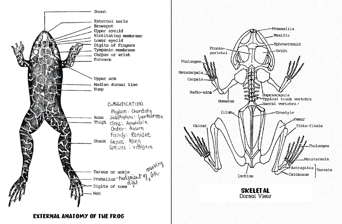 External Anatomy OF THE FROg - EXTERNAL ANATOMY OF THE FROG SKELETAL ...