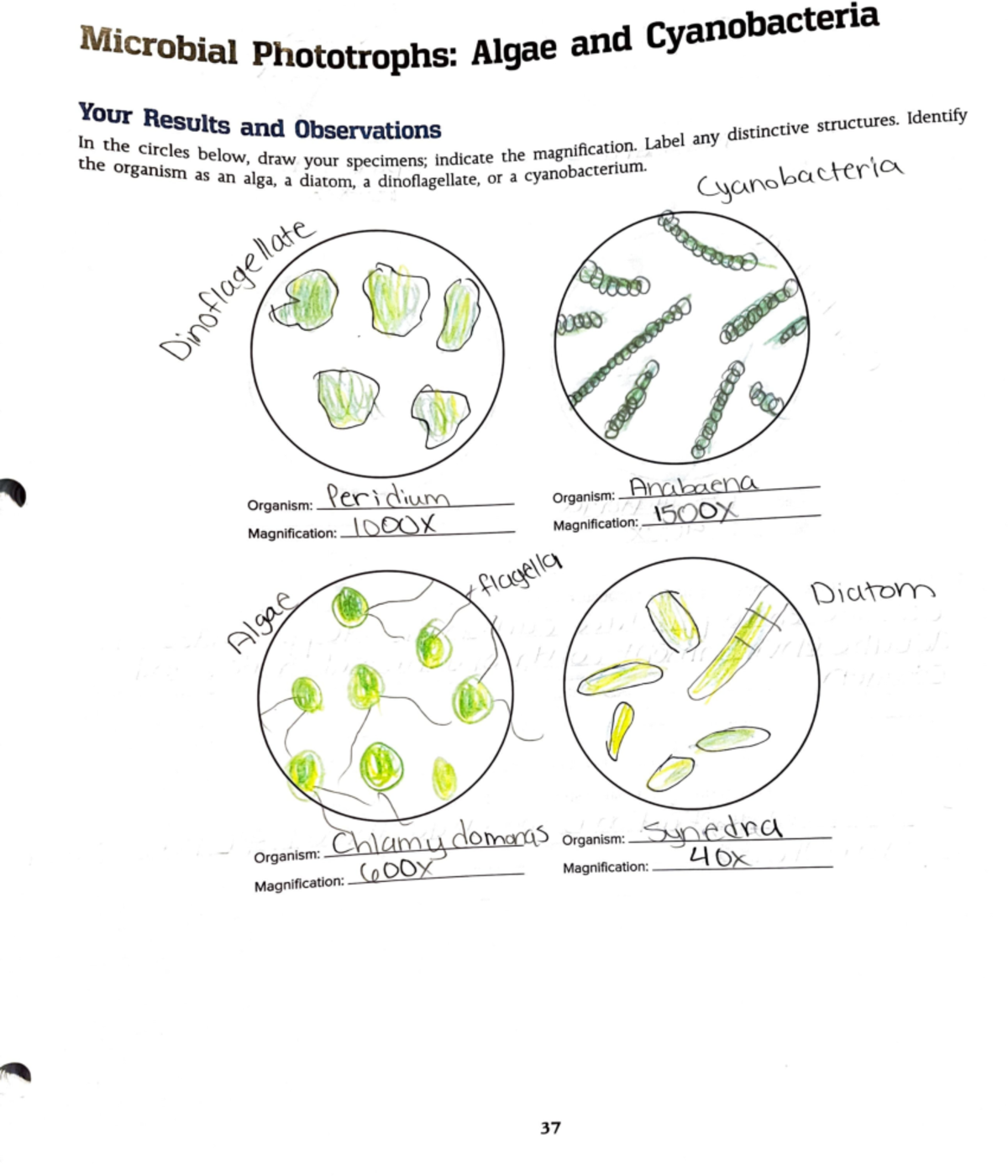 Lab Report 4 - Microb· 1 • 1 a Phototrophs: Algae and cyanobacteria Your Results Inthe the circl ...
