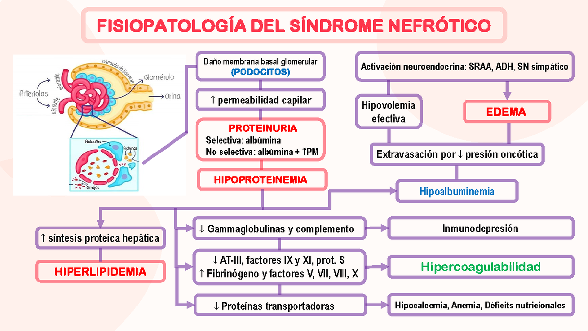 Fisiopatología DEL Síndrome Nefrótico - FISIOPATOLOGÍA DEL SÍNDROME ...