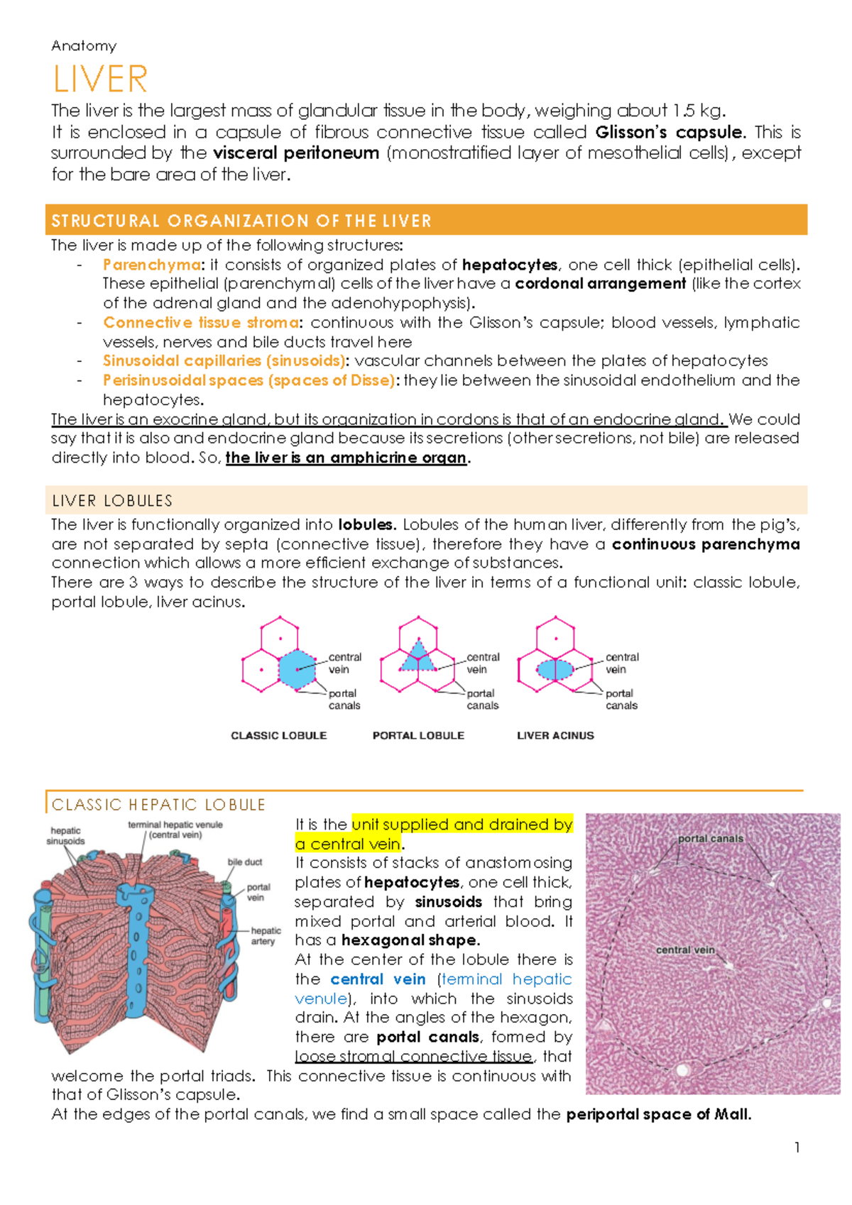 Liver - LIVER The liver is the largest mass of glandular tissue in the ...