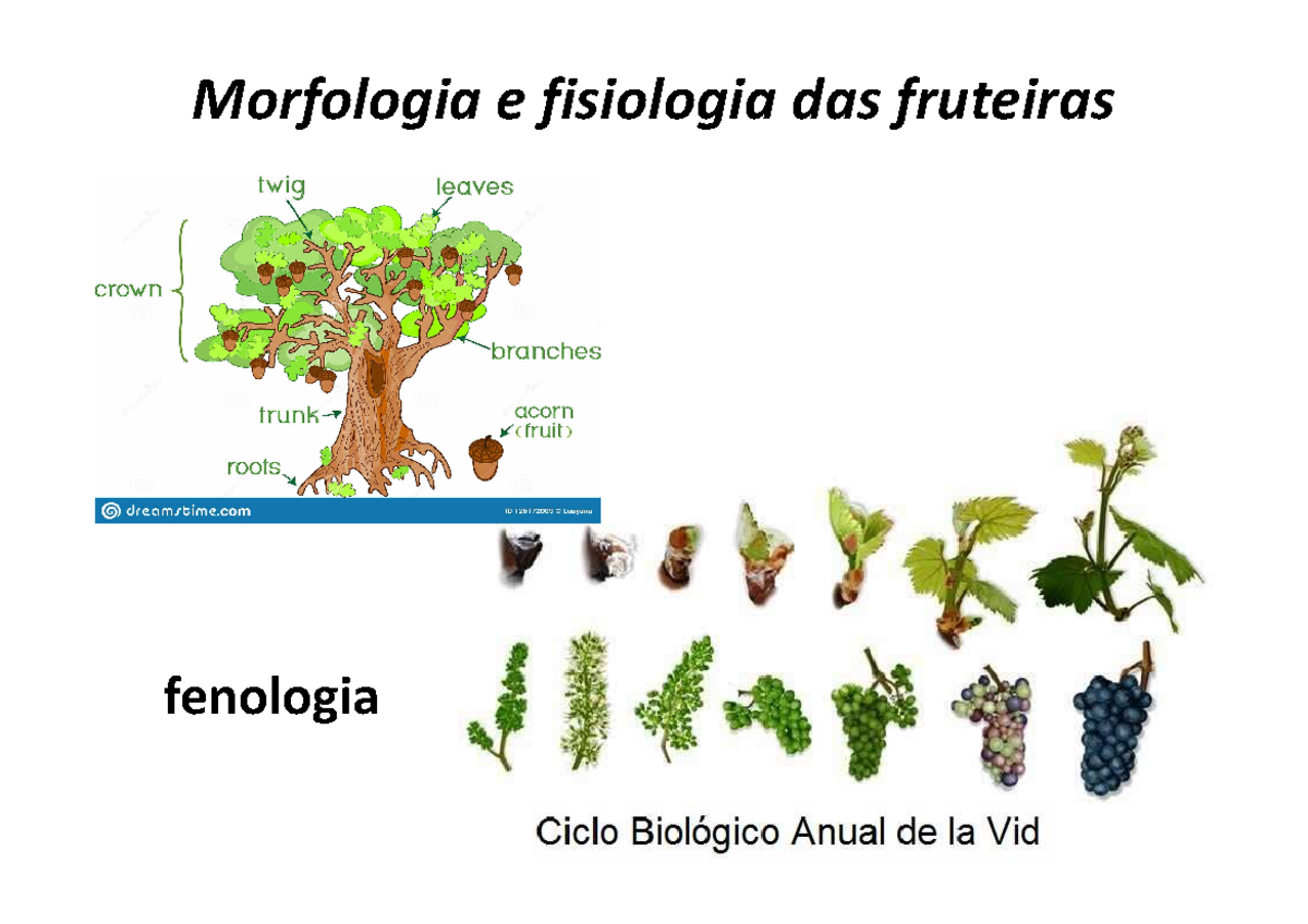 Frut - ASDFGHJK - Morfologia e fisiologia das fruteiras fenologia ...