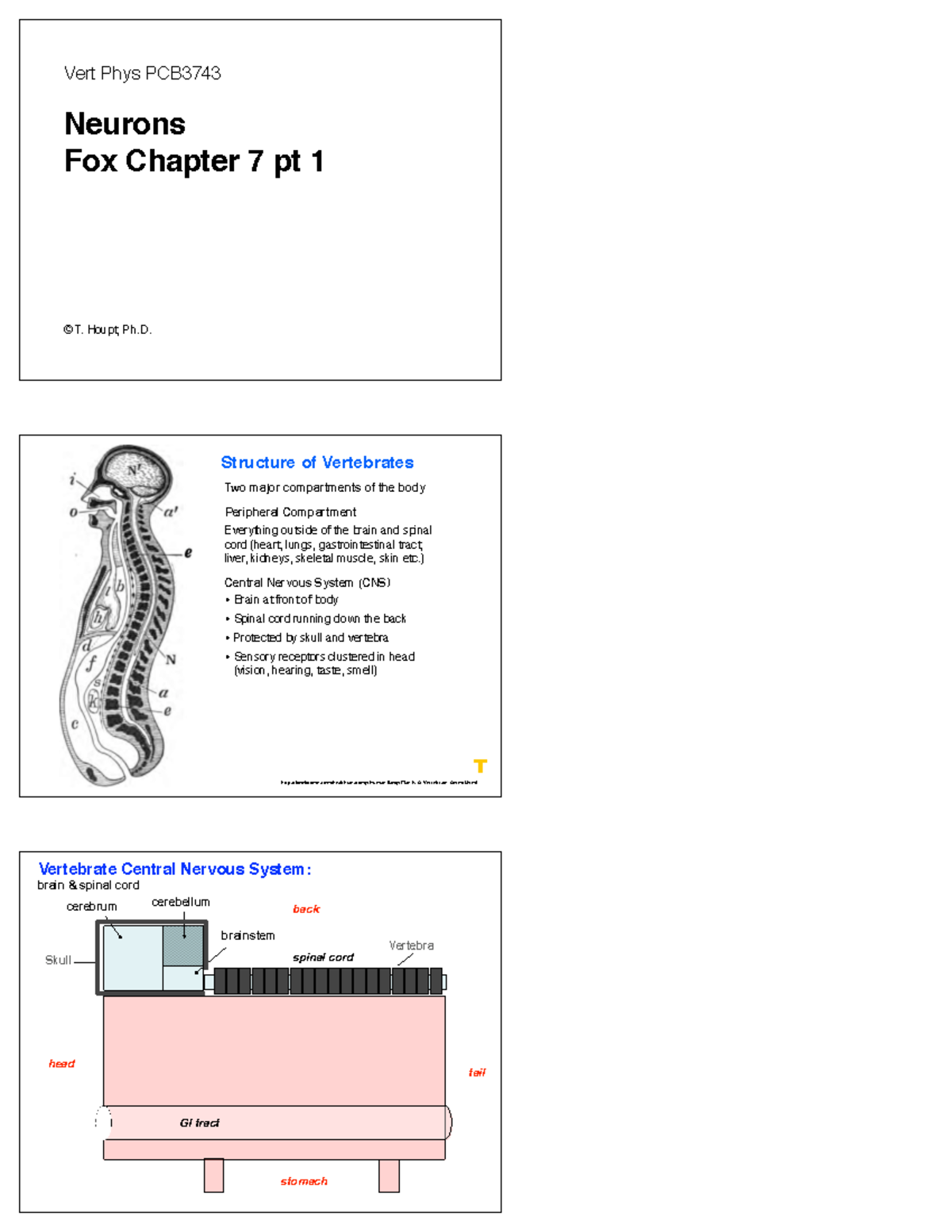 Ch7-1-Neurons - Professor Thomas Houpt - Vert Phys PCB Neurons Fox ...