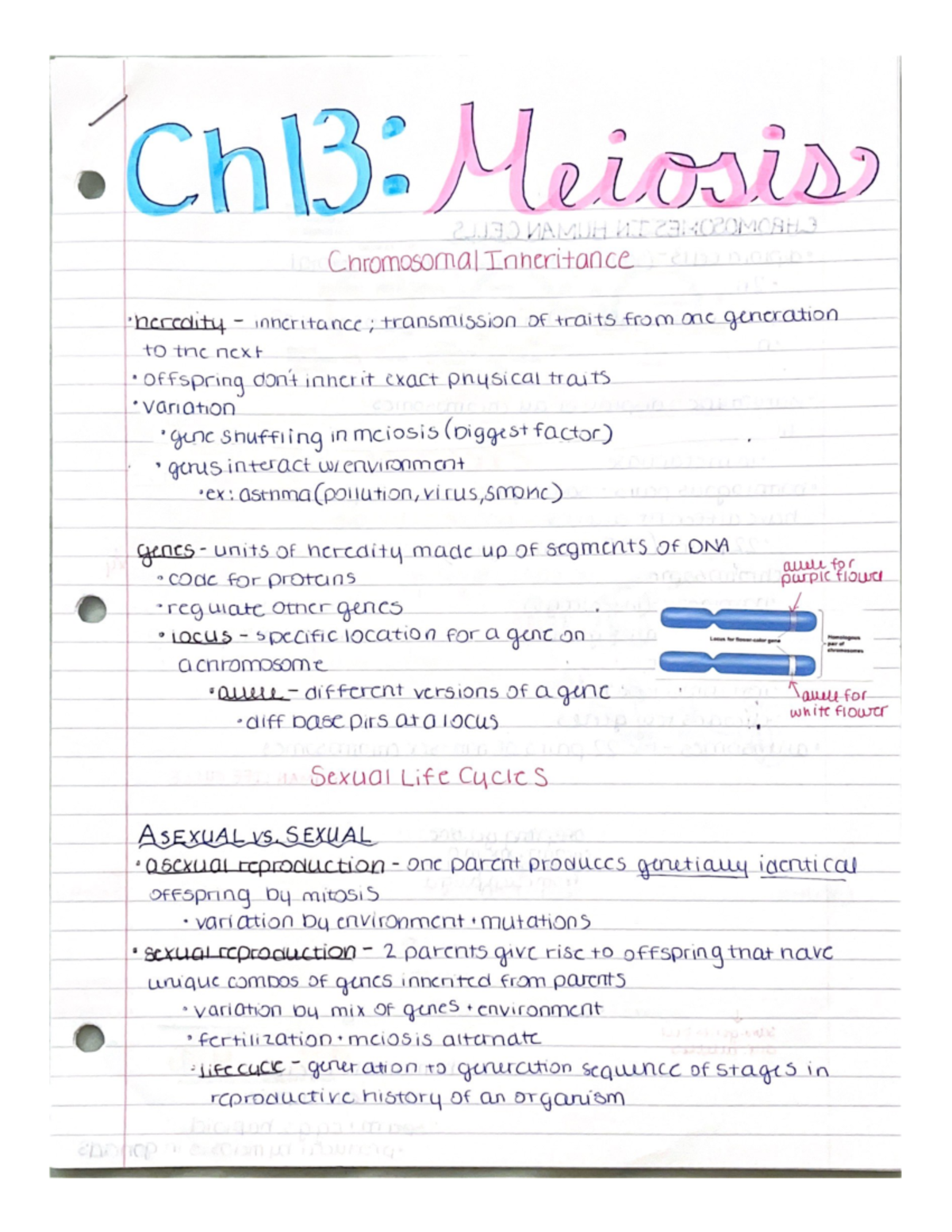 Chapter 13 - BIO 113 - Studocu