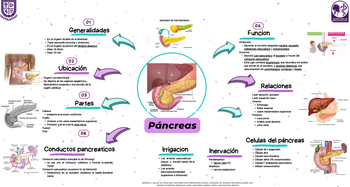 Pancreas - Ubicación Funcion Relaciones Cabeza presenta el proceso ...