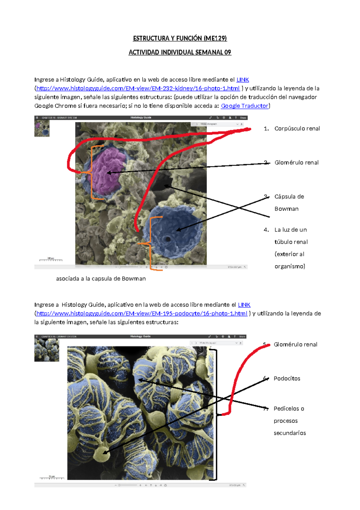 ME129 Ey F Tarea Sem09 - ESTRUCTURA Y FUNCIÓN (ME129) ACTIVIDAD ...