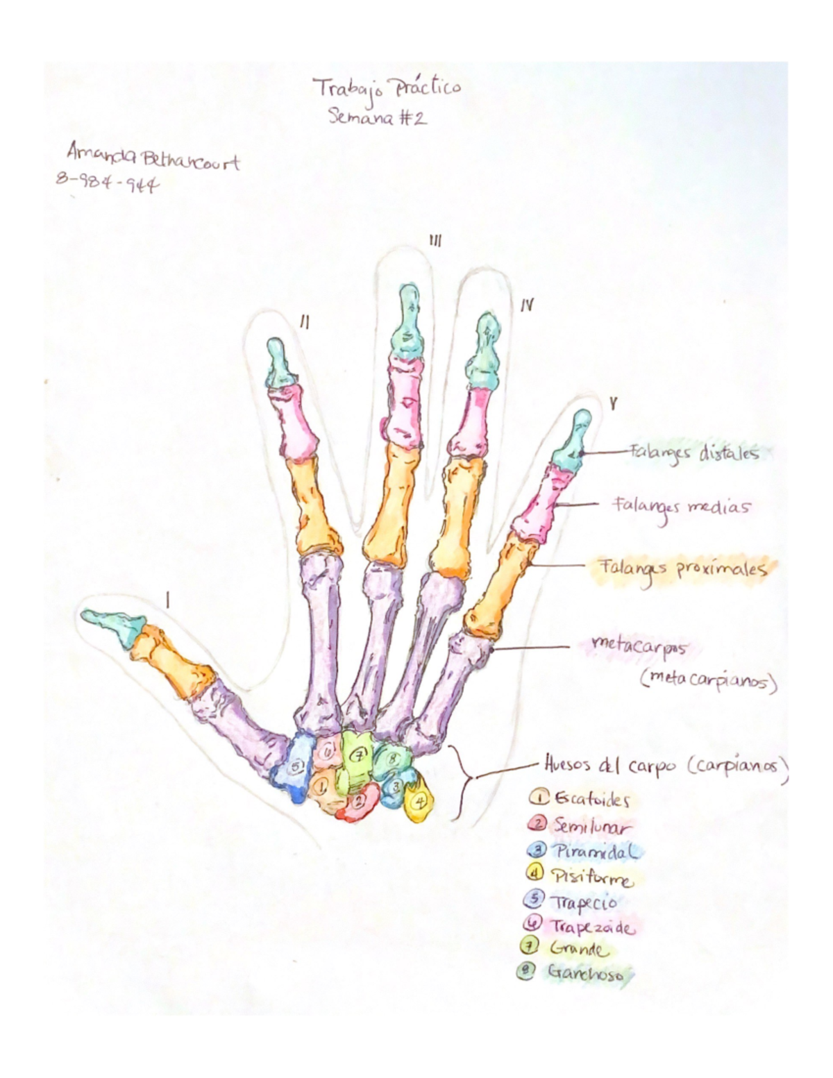 Anatomia de la Mano - Tarea - Trabajo Practico Semana 2 Amanda ...