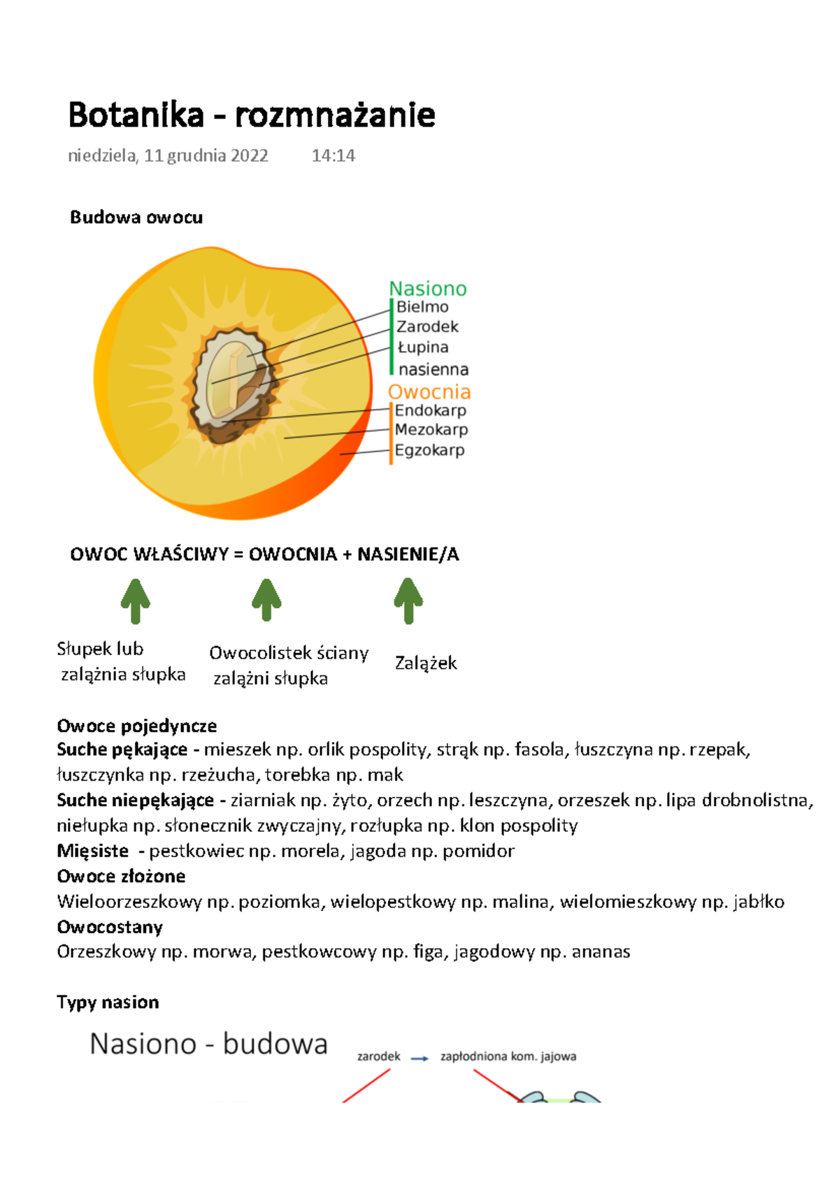 Botanika - rozmnażanie - Budowa owocu OWOC WŁAŚCIWY = OWOCNIA ...