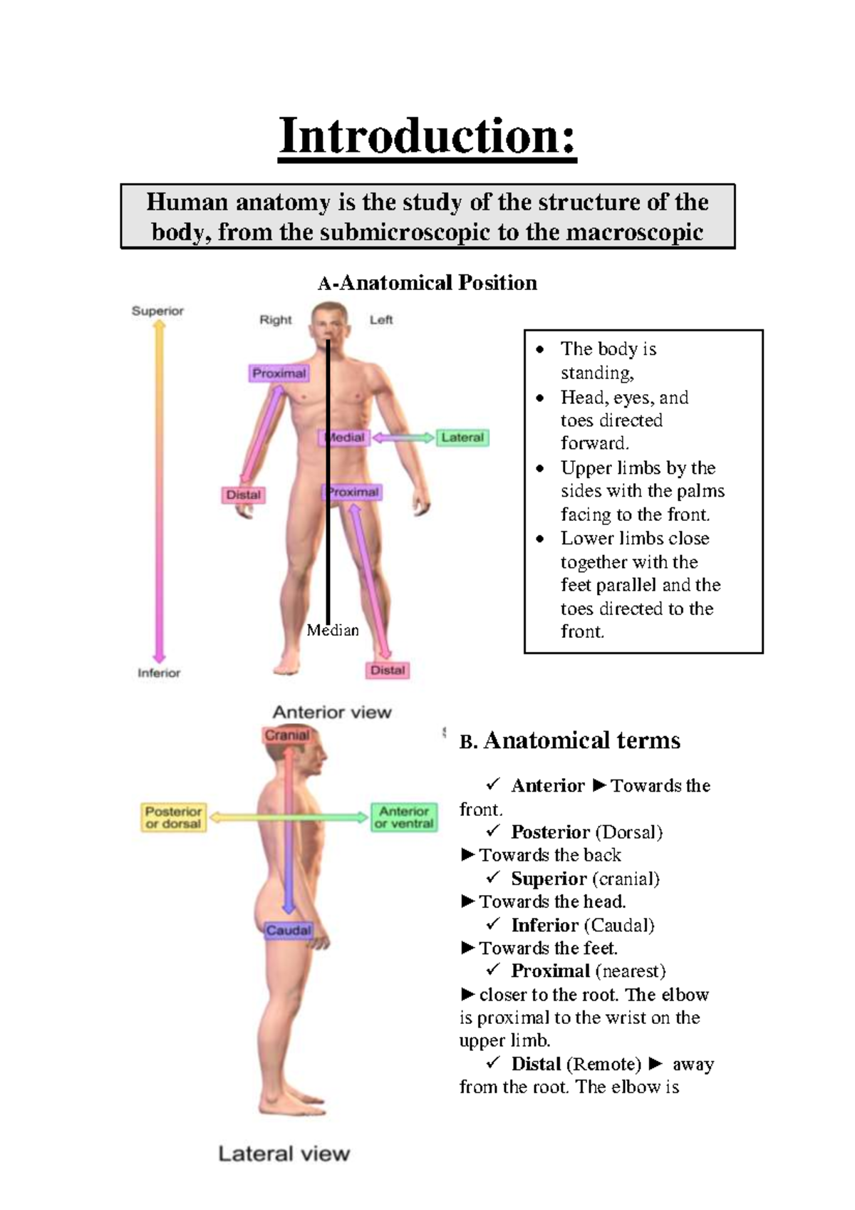 Intro to human anatomy - 3 Introduction: Human anatomy is the study of ...