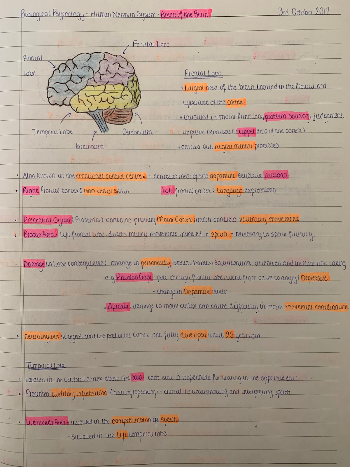 Biological Psychology- Areas Of The Brain - PSY - Studocu