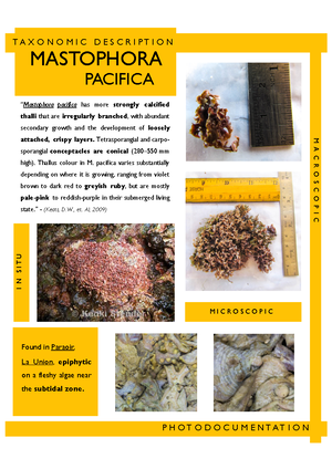 Hormophysa - Enteromorpha - TA X O N O M I C D E S C R I PT I O N ...