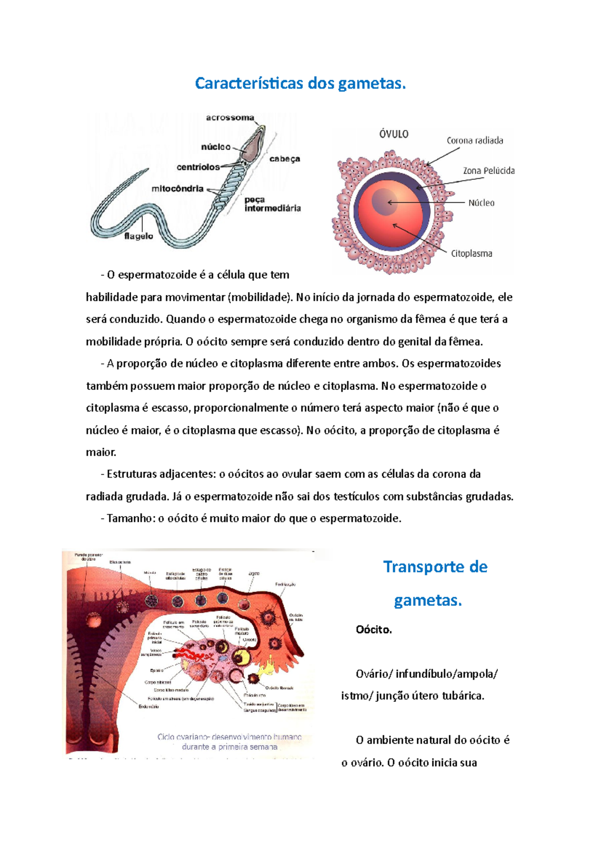 Caracteristicas do gametas - O espermatozoide é a célula que tem ...