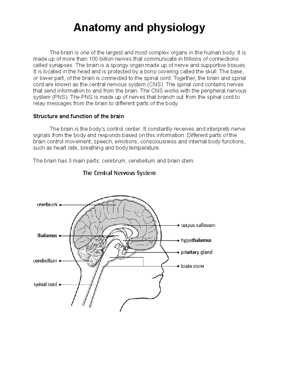 Nervous-System anatomy and physiology - Anatomy and physiology The ...