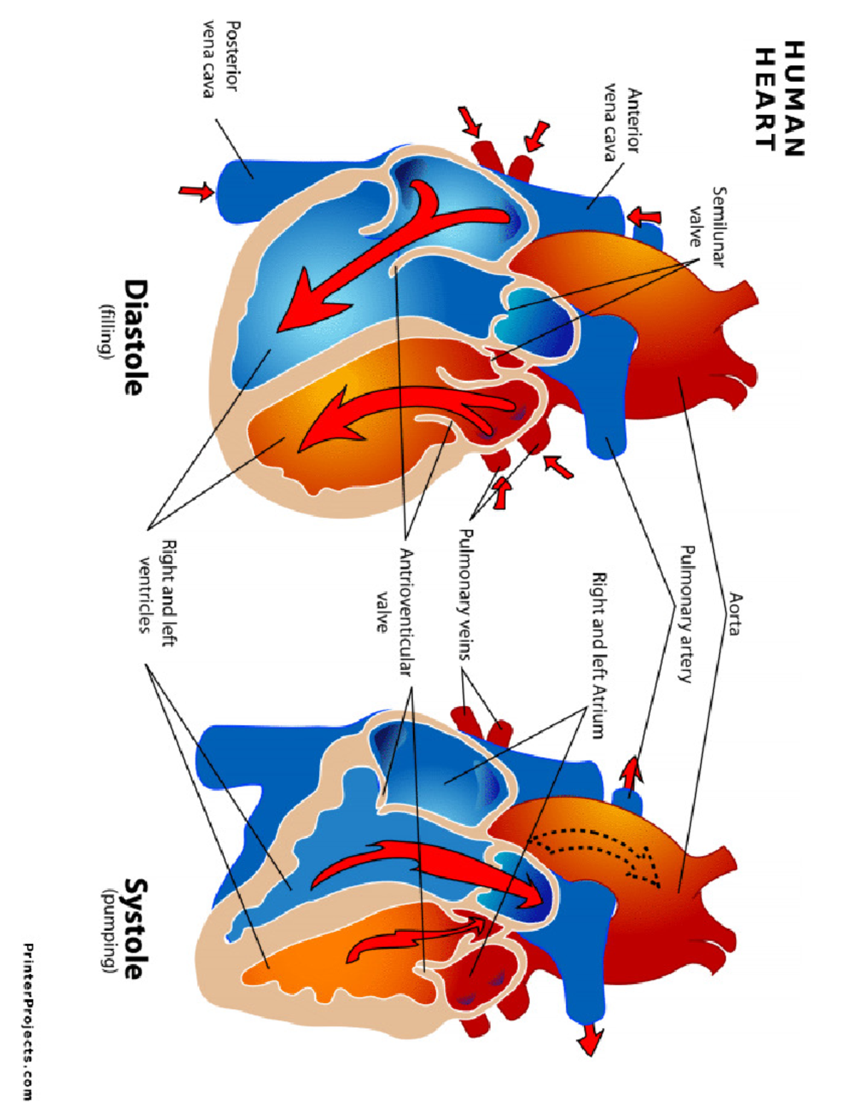 Humanheart - Study Guide for exams - NU-110 - HUMAN HEART Aorta ...