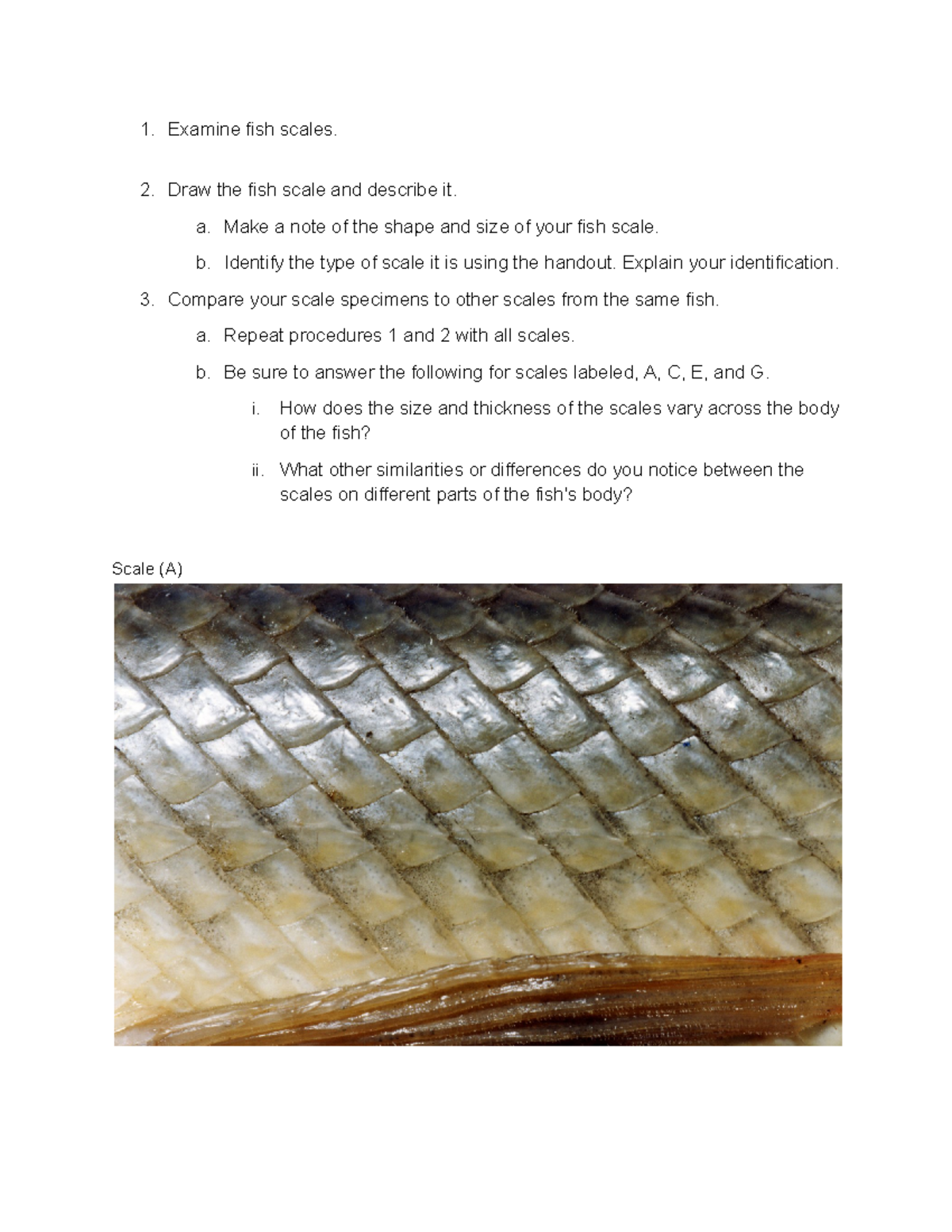 Examine fish scales - Marine Bio Muss - 1. Examine fish scales. 2. Draw ...