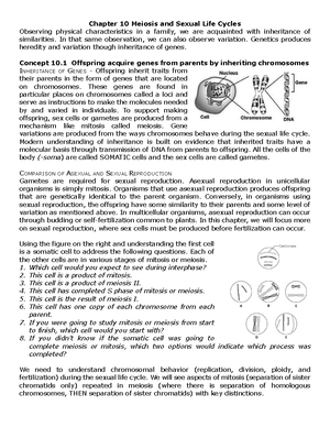 Biology Worksheet - FIGURE 4 The light-dependent ####### reactions ...