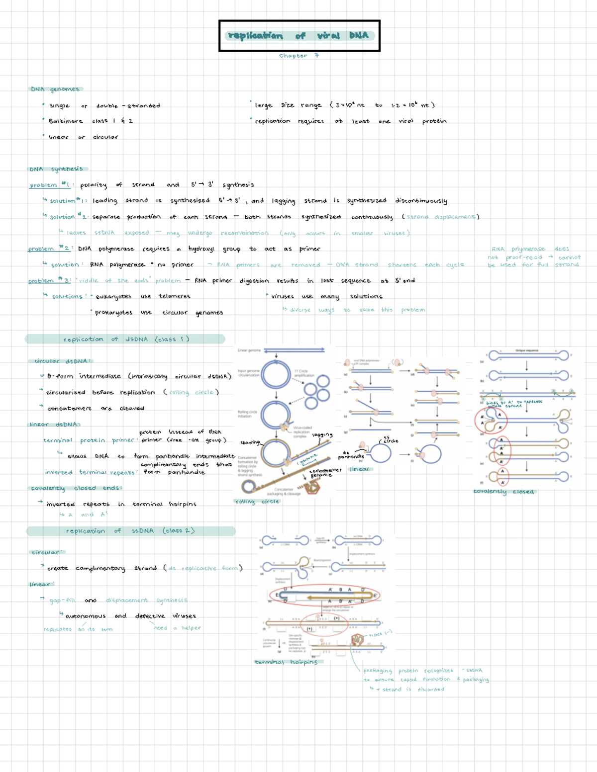 6- Replication of Viral DNA - replication of viral DNA Chapter 7 DNA ...