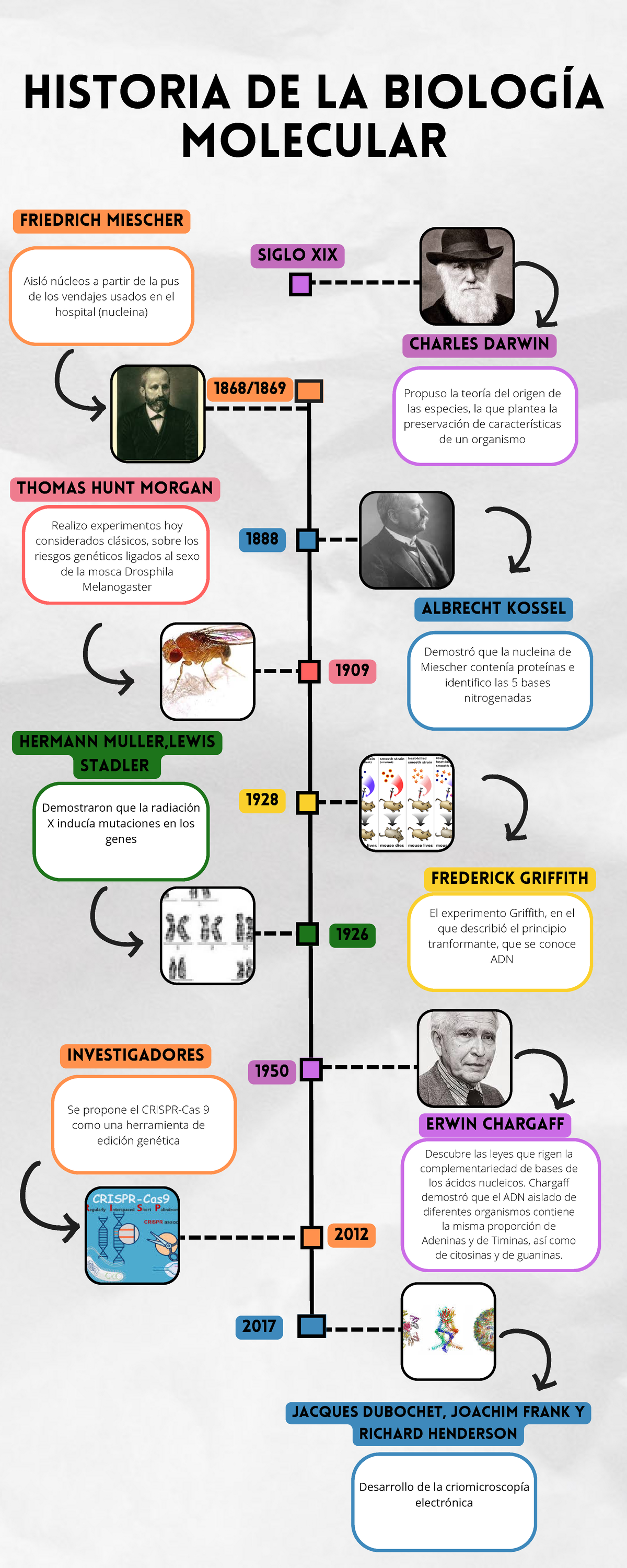 Linea del tiempo Molecular - Demostraron que la radiación X inducía ...