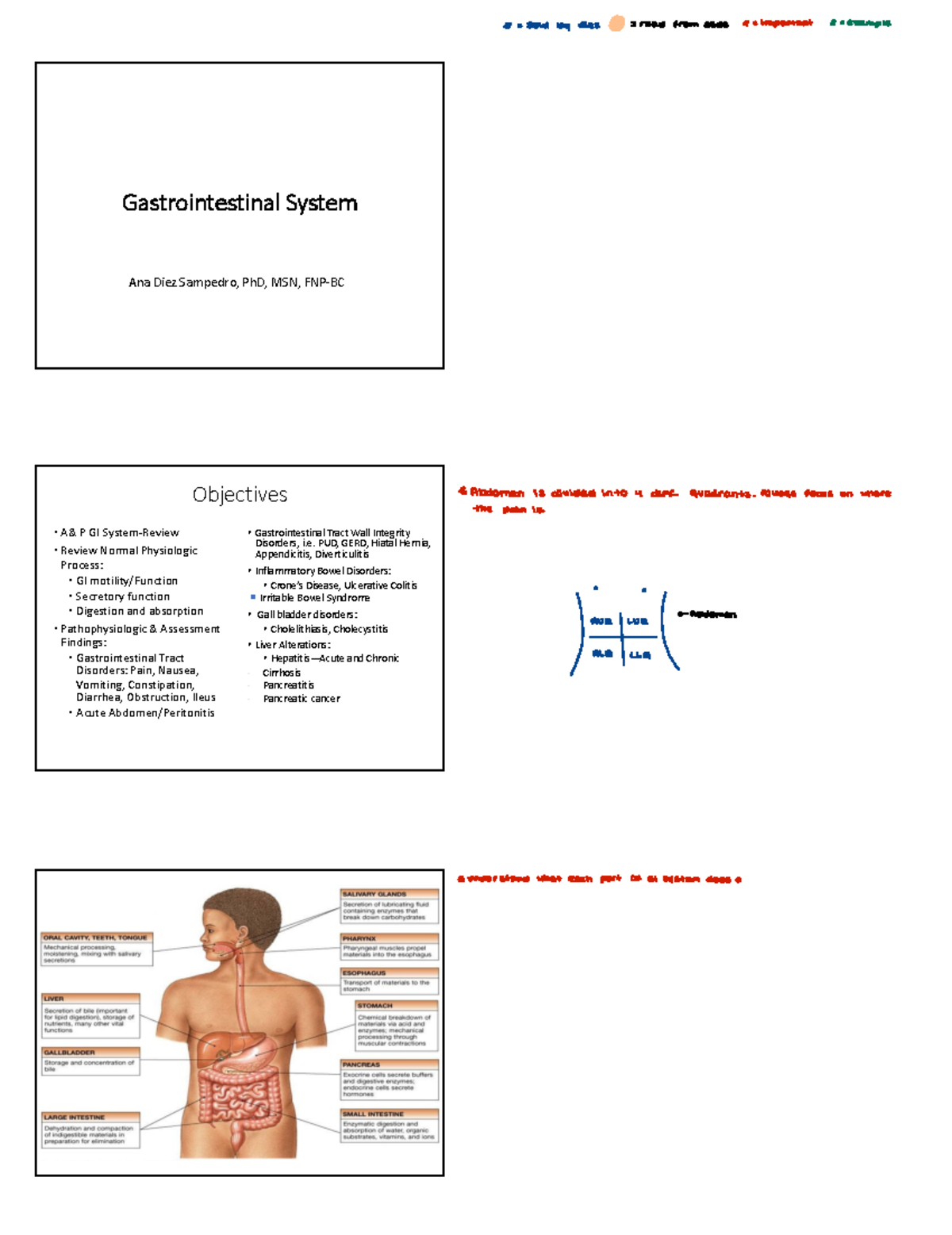 GI System - N/A - Gastrointestinal System Ana Diez Sampedro, PhD, MSN ...