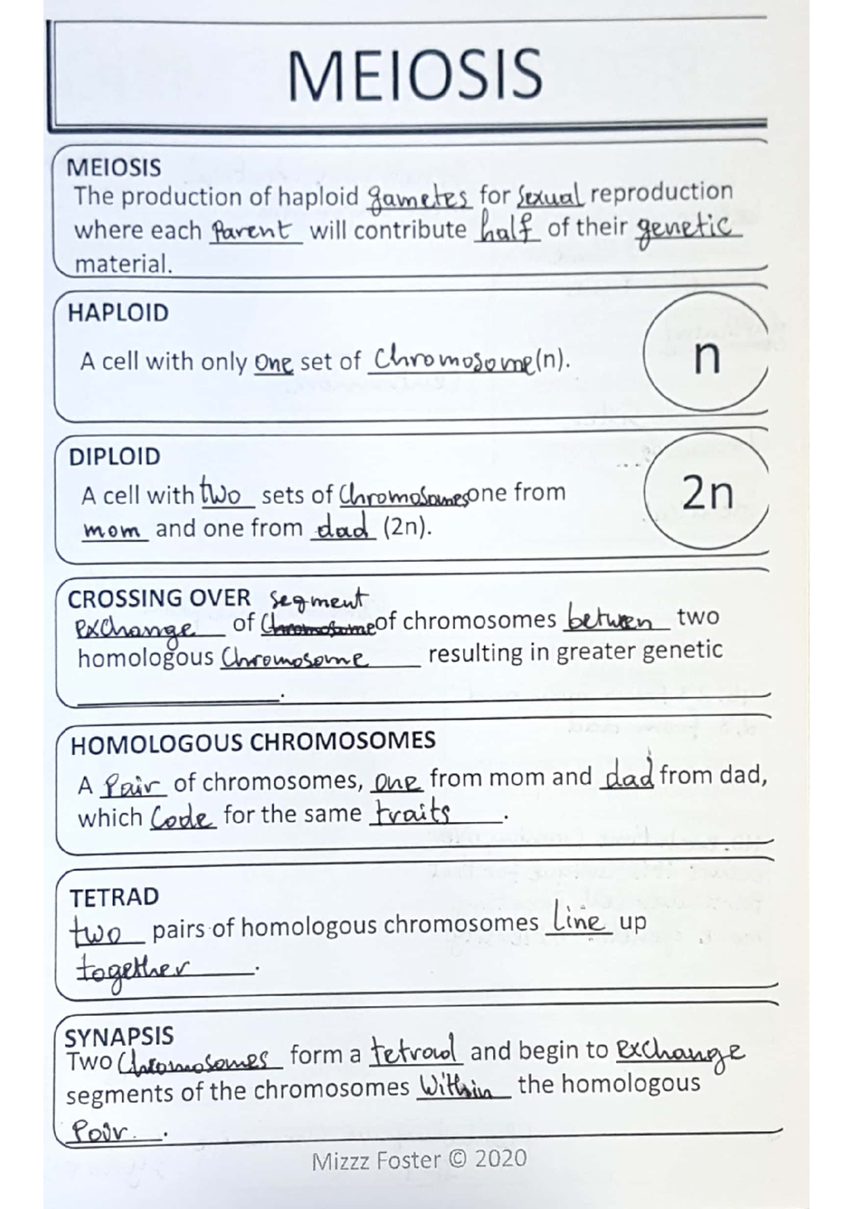 BIO 280 - Prophase I Of Meiosis - "Crossing Over" - BIO 280 - Studocu