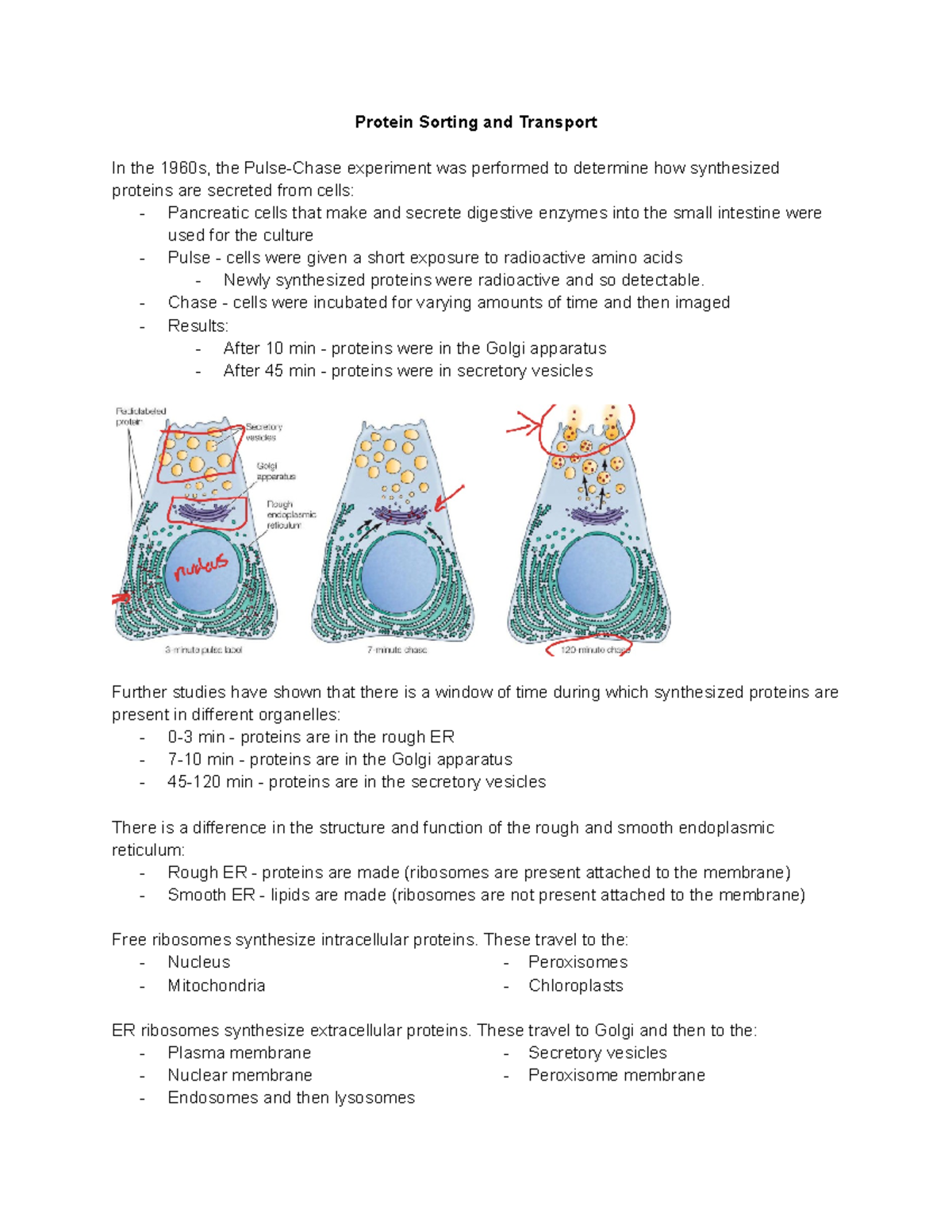 Cell Biology (BI203) Chapter 12 - Protein Sorting and Transport In the ...