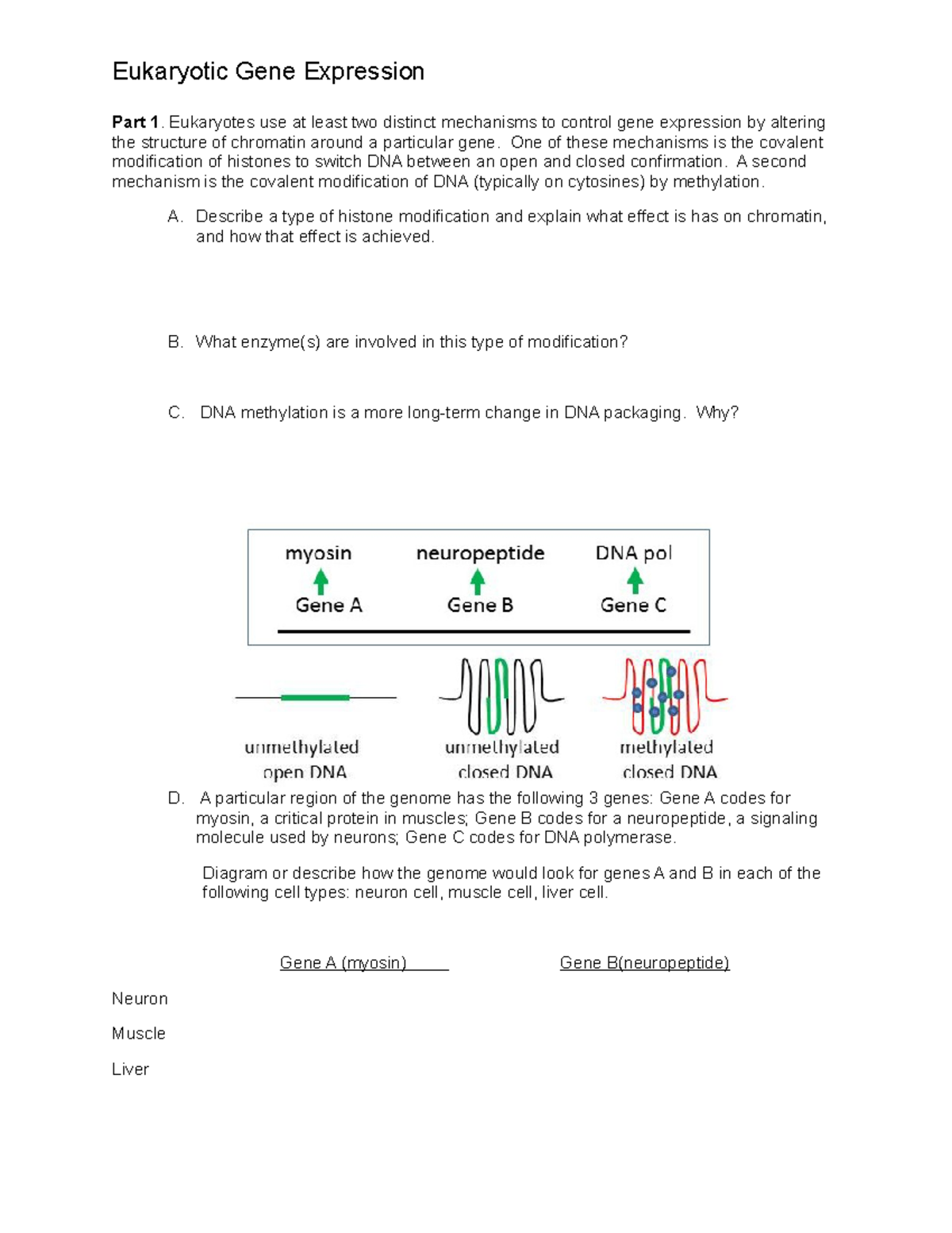 Discussion 4: Eukaryotic Gene Expression (word) - Eukaryotic Gene ...