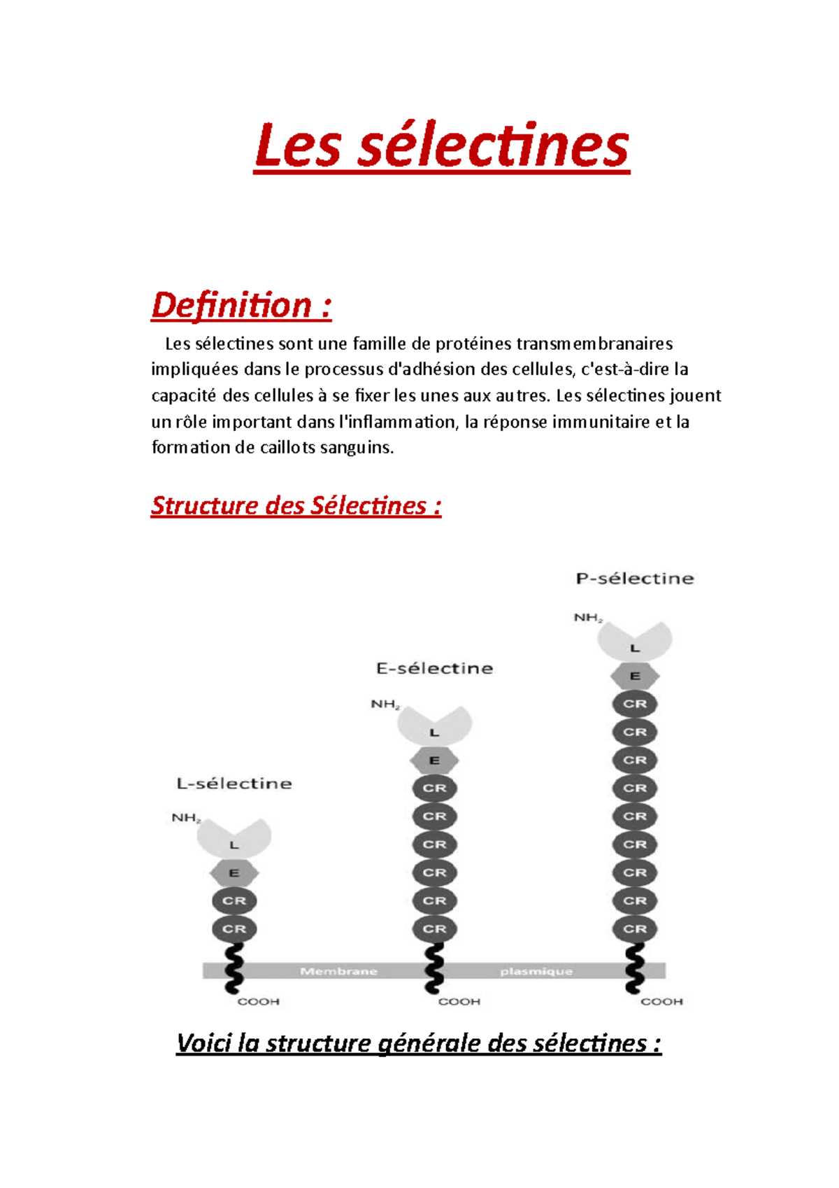 Les Séléctines - Les sélectines Definition : Les sélectines sont une ...