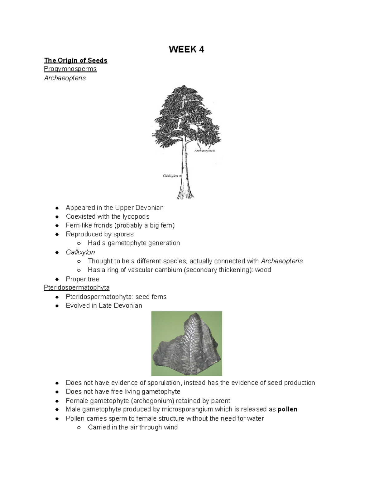 Pteridospermatophyta