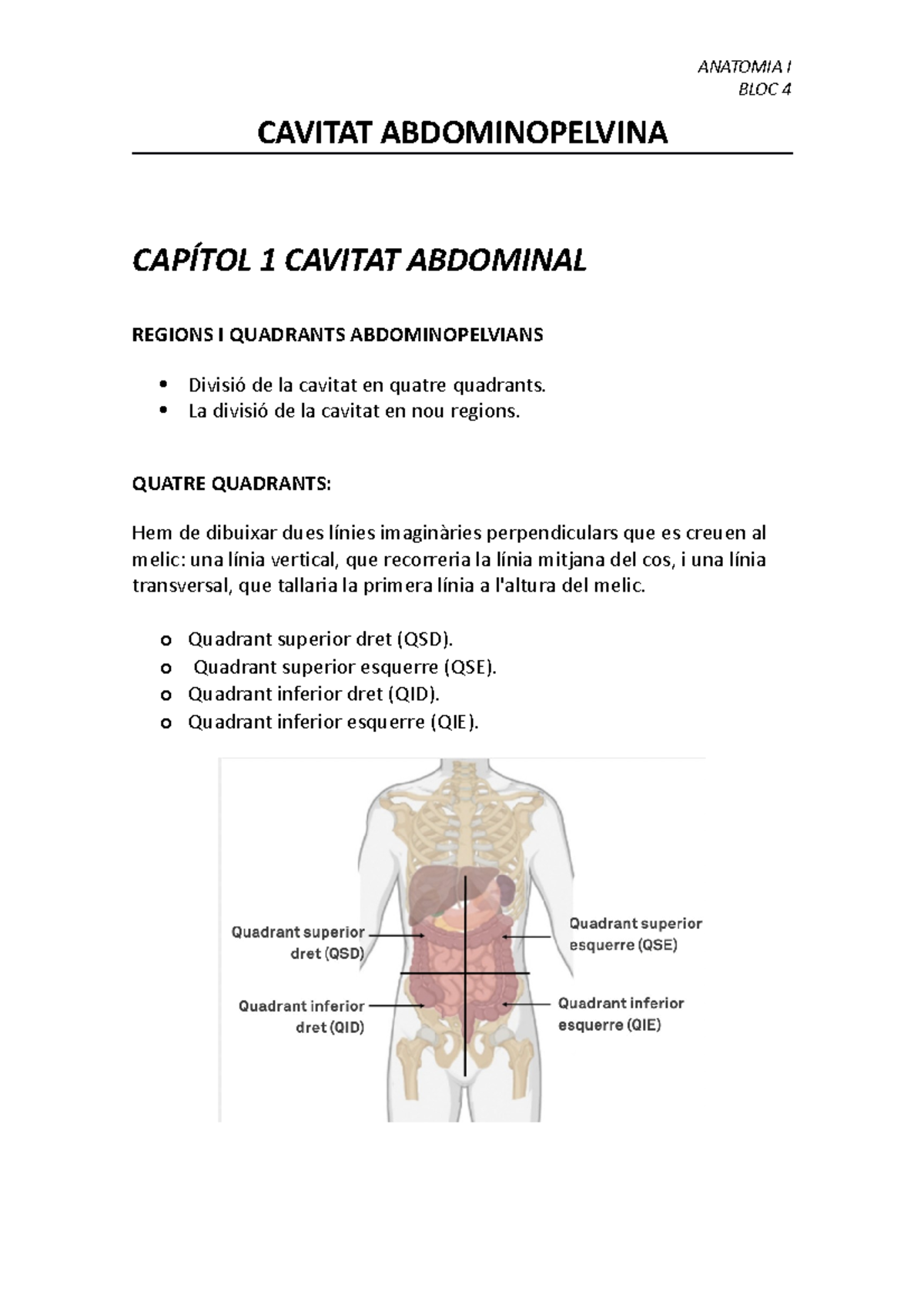 Cavitat Abdominopelvina - BLOC 4 CAVITAT ABDOMINOPELVINA CAPÍTOL 1 ...