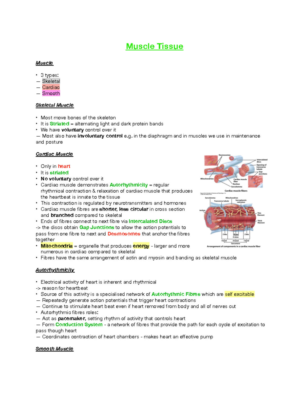 3. Muscle Tissue - Lecture notes 3 - Muscle 3 types: — Skeletal ...