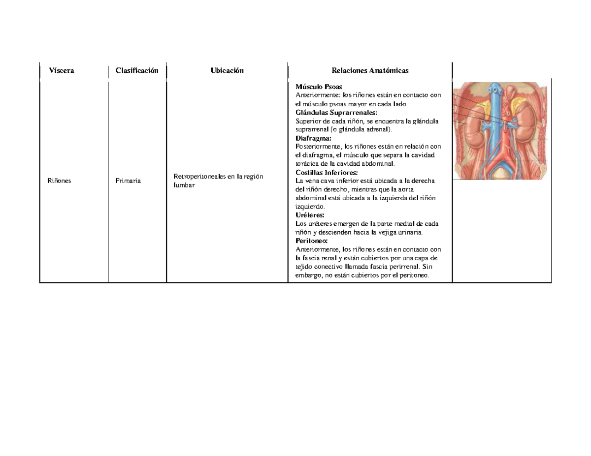 Organos retroperitoneales - Víscera Clasificación Ubicación Relaciones ...