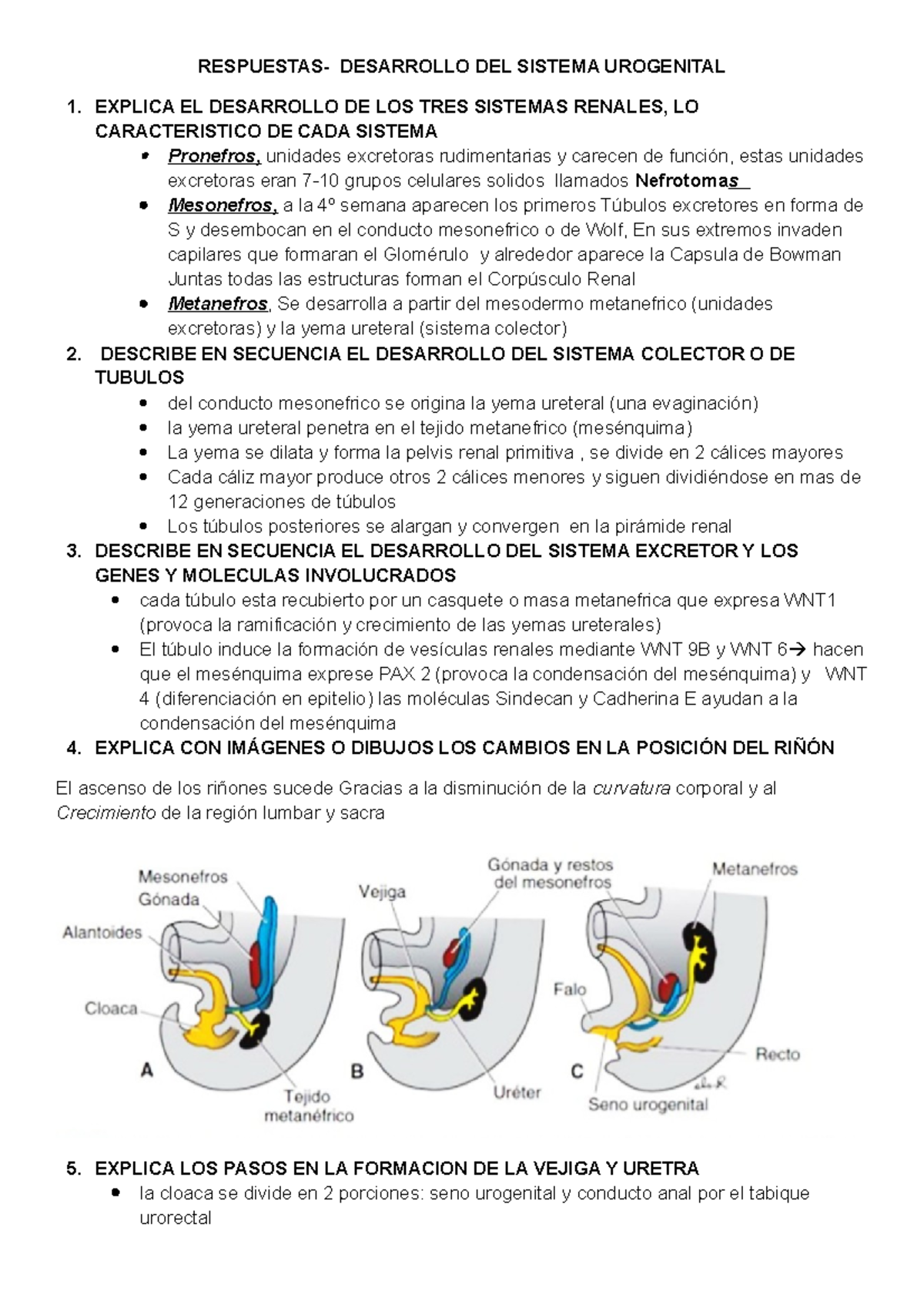 preguntas y respuestas Embriologia del Sistema Urogenital - RESPUESTAS ...