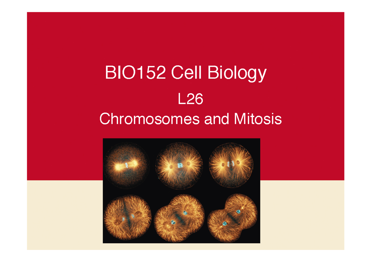 L20 - lecture - BIO152 Cell Biology L Chromosomes and Mitosis Recap ...