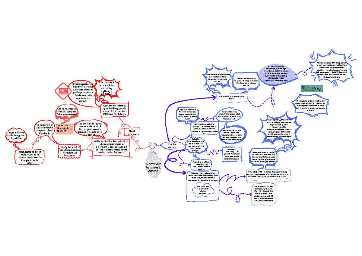 Cardiovascular Responses to Altitude (Brainstorm Whiteboard) (Worksheet ...