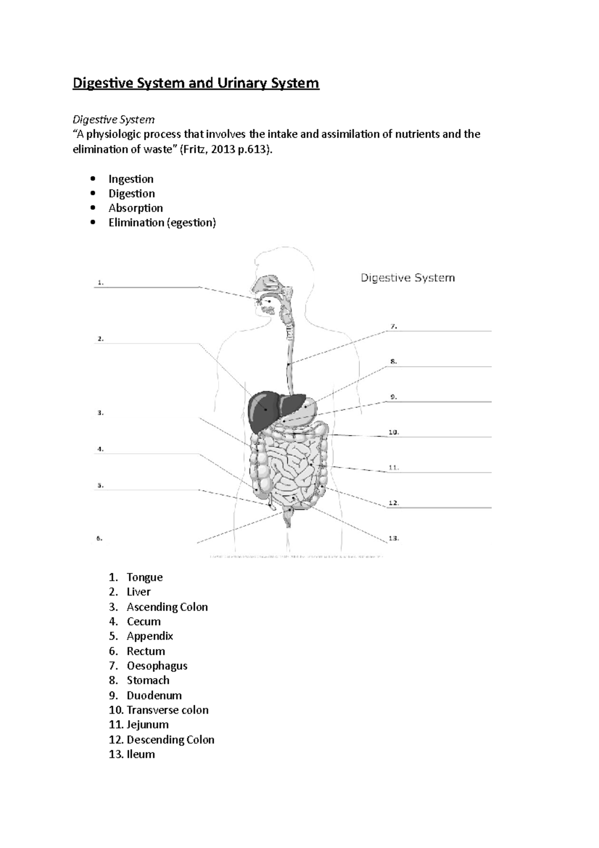 Digestive System and Urinary System - Digestive System and Urinary ...