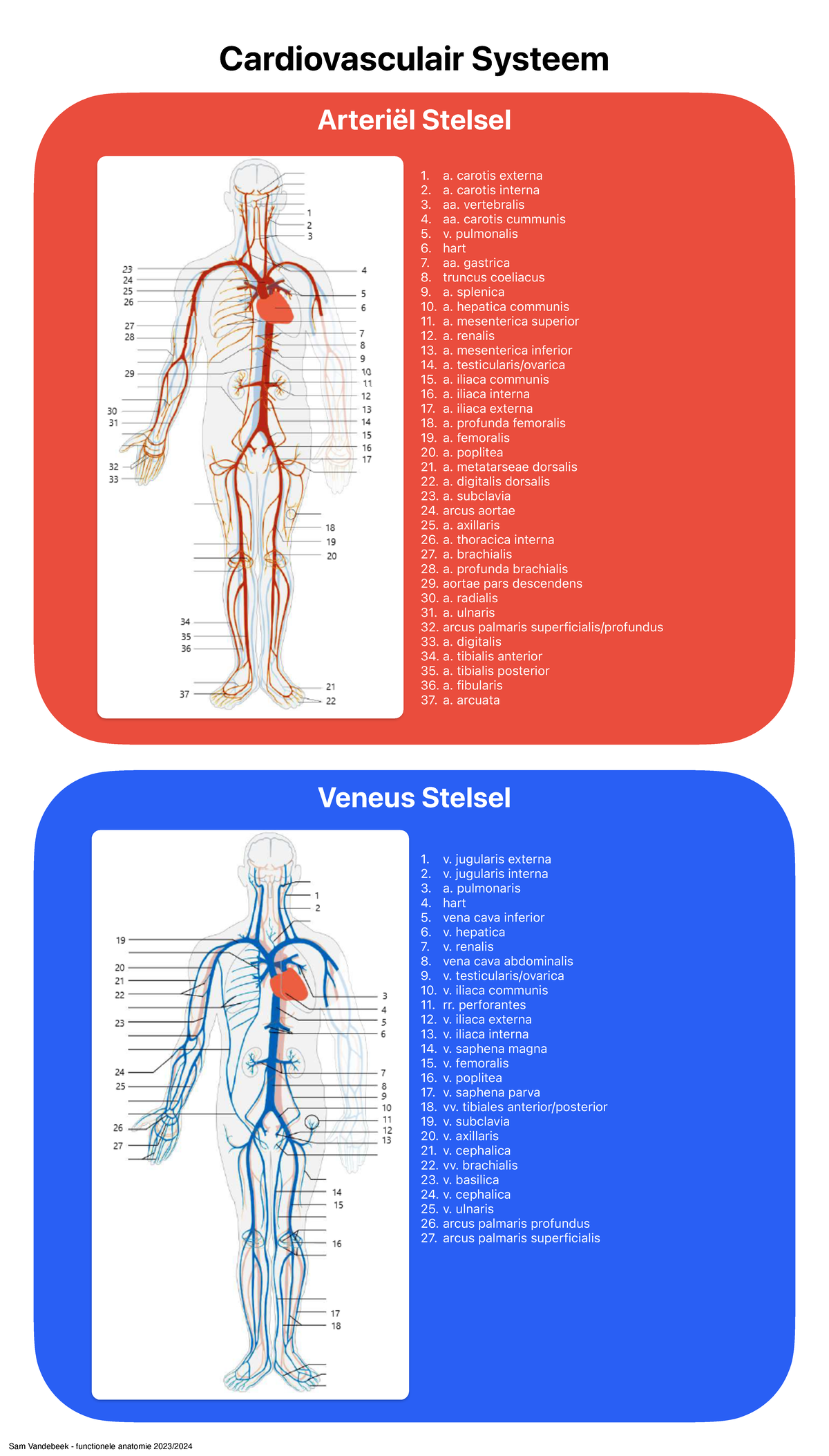 Cardiovasculair systeem overzicht - Cardiovasculair Systeem 1. a ...