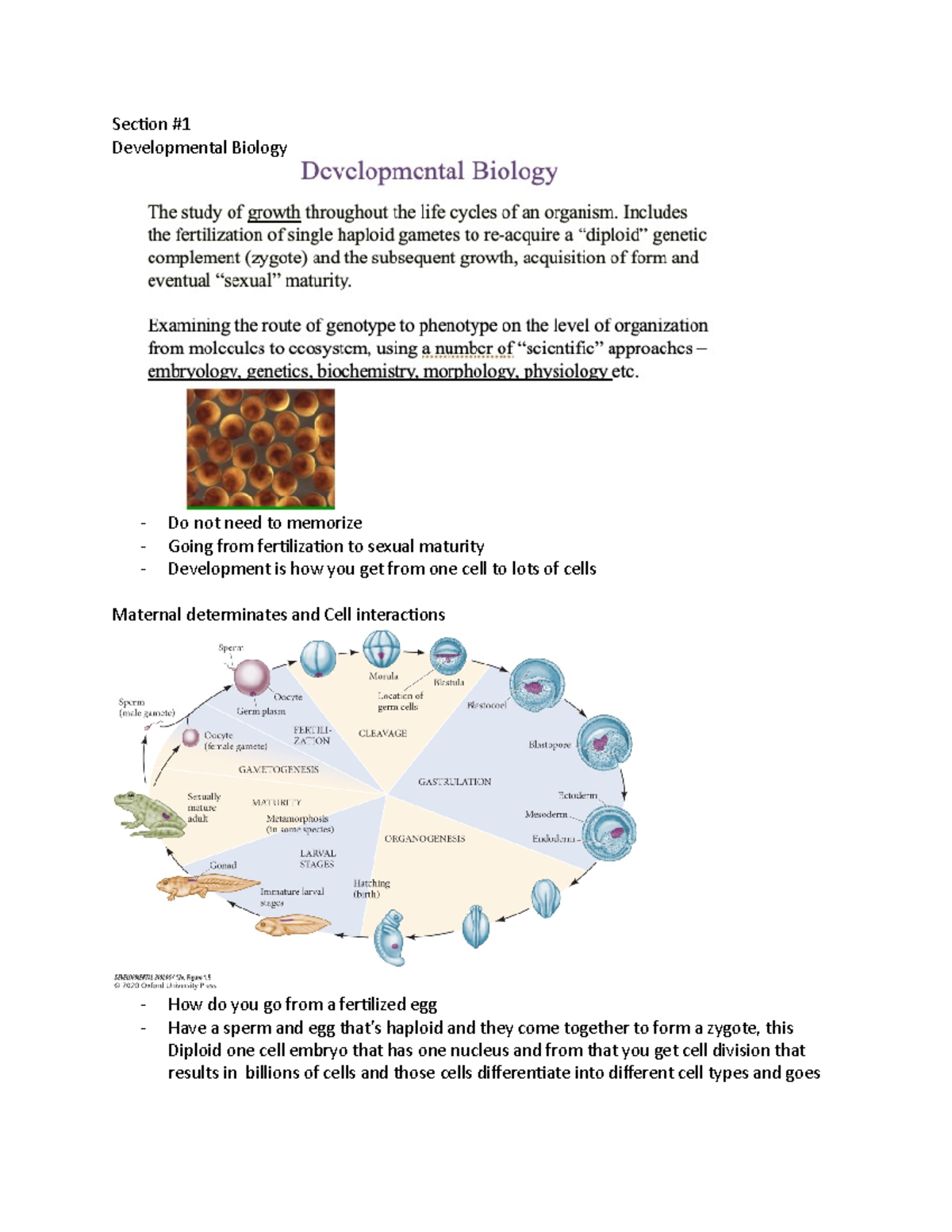 Dev Bio Notes Final - Section # Developmental Biology Do not need to ...